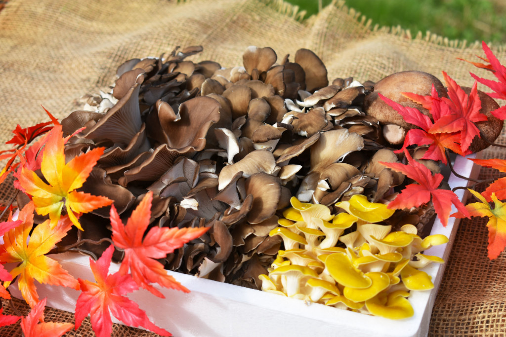 季節のきのこセットG-10 | 七会きのこセンター